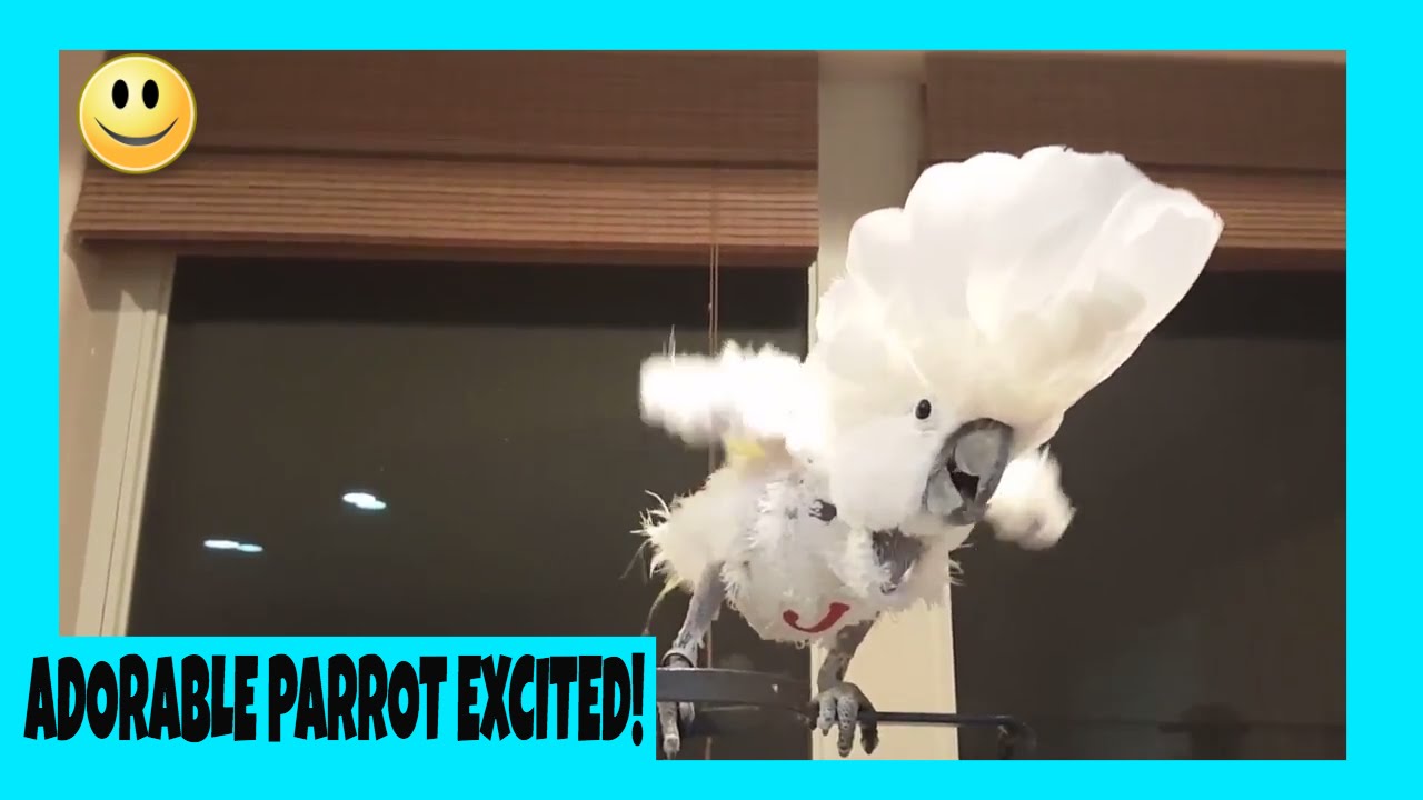 💜My Cockatoo Jersey Dances Before Bed Time, Then Gets Tired | PARROT ...
