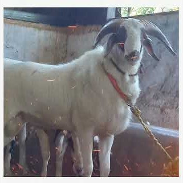 SRS AGRI SHEEP FARM sheep for sale Magadi near Manjunath 7353284428 - YouTube