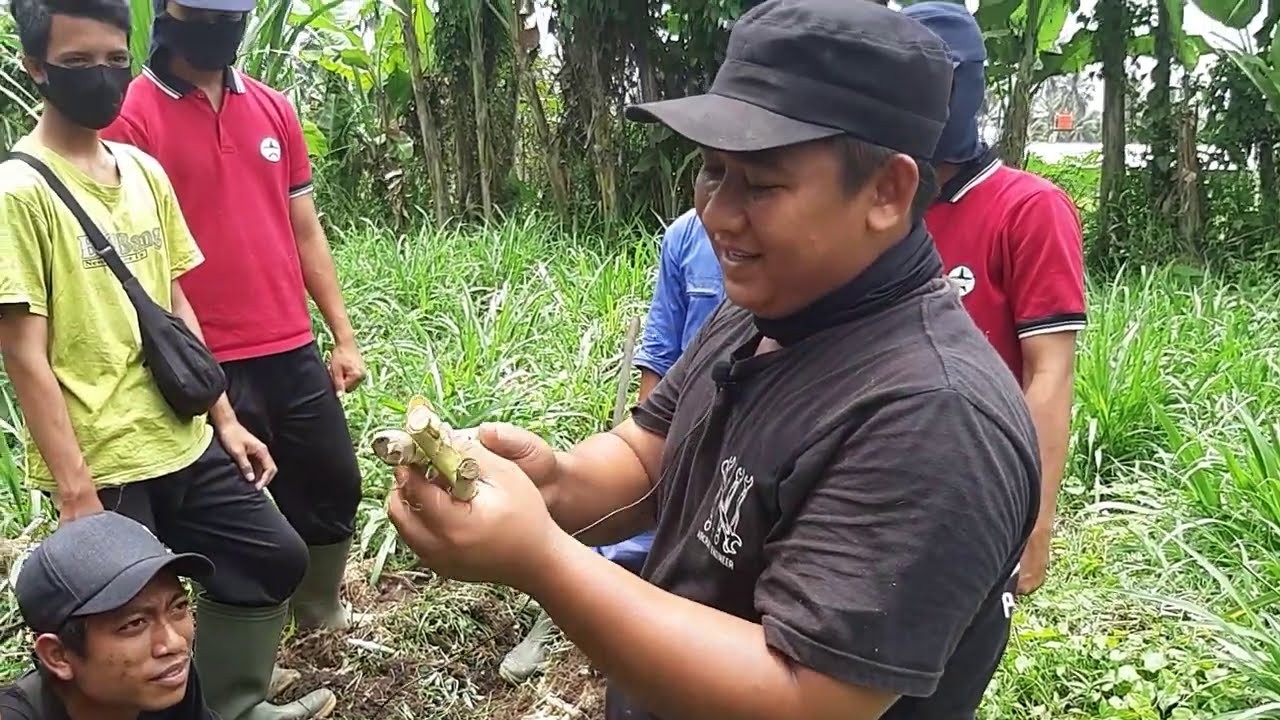 Cara Menanam Bibit Odot di Sinatria Farm - YouTube