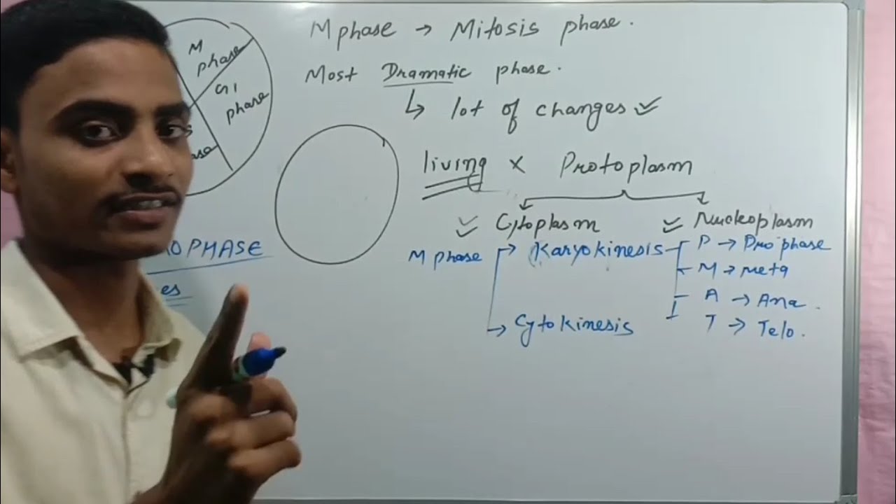 M phase || Mitosis phase || Prophase || Second Growth phase - YouTube