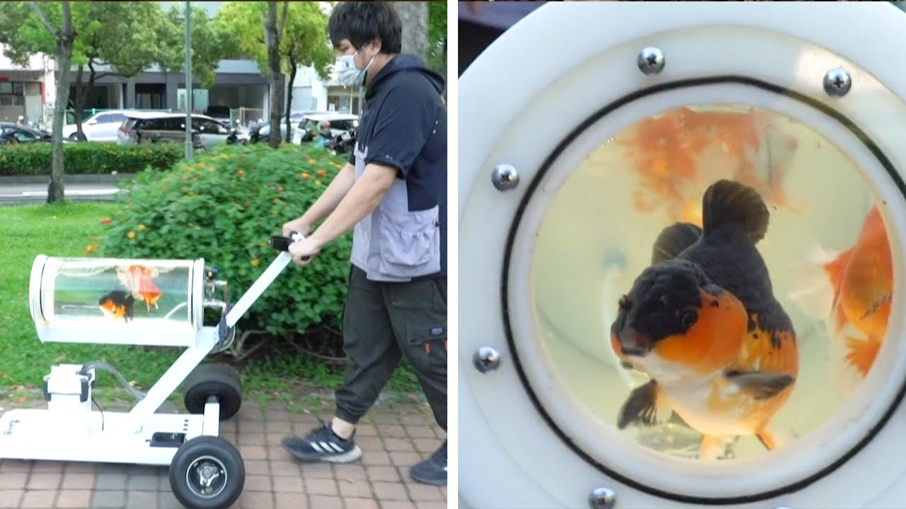 This Taiwanese Guy Invented A Stroller For His Pet Fish So He Can Take ...