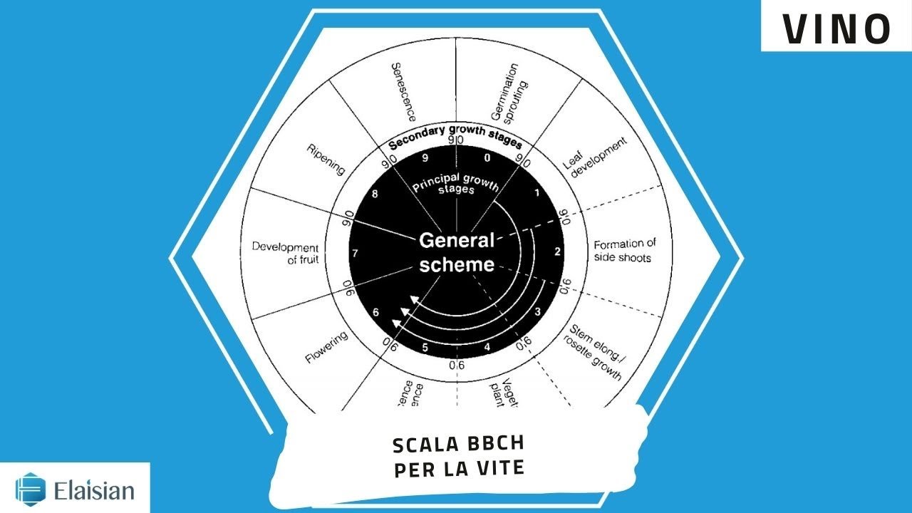 Approfondimento la scala BBCH per la vite - YouTube