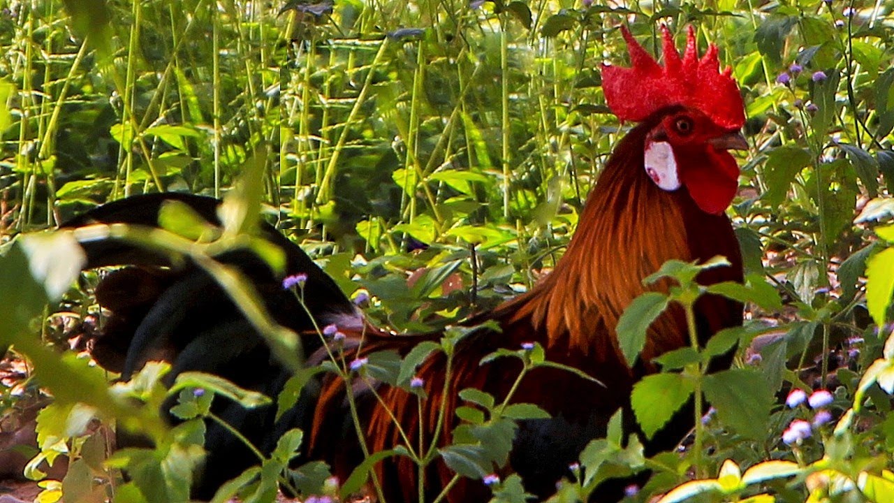 Jungle Fowl, Wild chickens - Beautiful birds in the world - YouTube