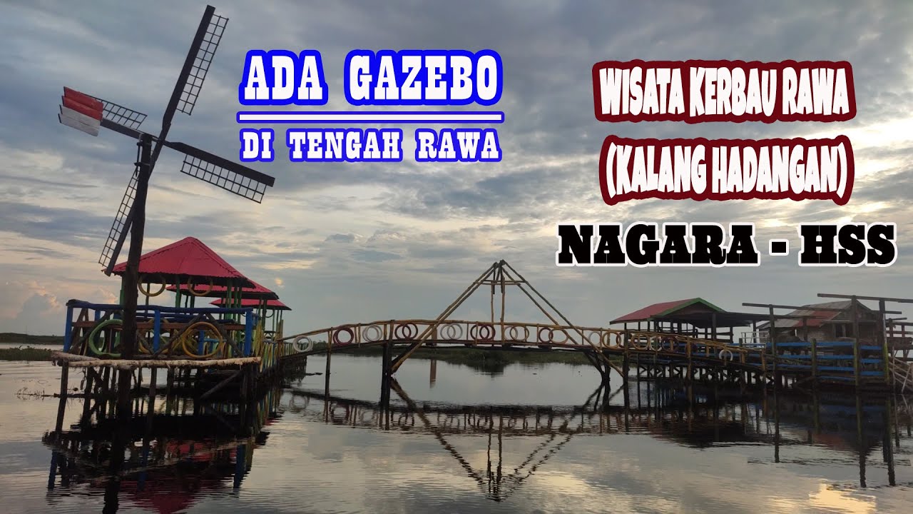 Ada Yang Berbeda Di Wisata Kalang Hadangan Nagara | Kerbau Rawa Desa ...