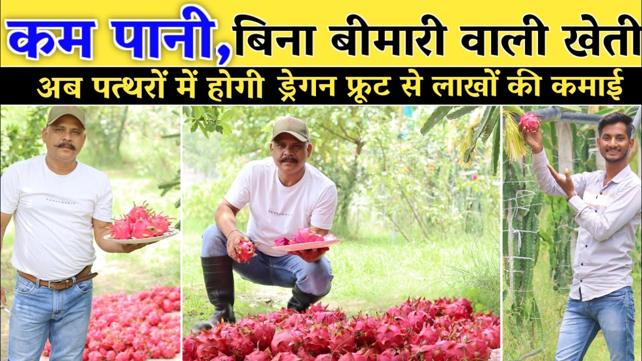 बिना पानी कम बीमारी वाले ड्रैगन फ्रूट से लाखों की कमाई // Dragon fruit ...
