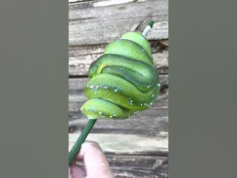 Aru Green Tree Python Adult | Morelia viridis - YouTube