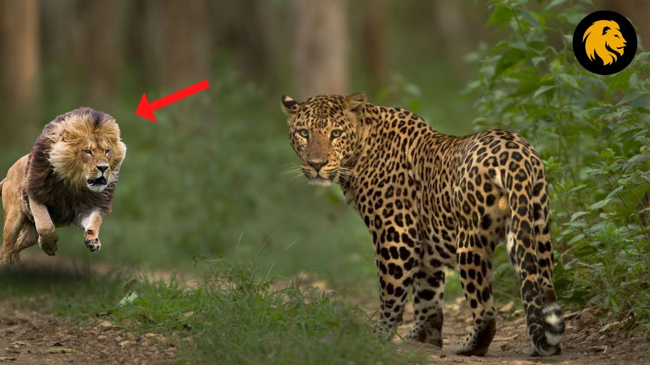 LEÃO vs LEOPARDO – A LUTA SELVAGEM PELA SOBREVIVÊNCIA - YouTube