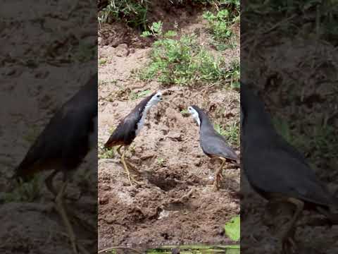 The Sound of Two Waterhen | #Shorts.