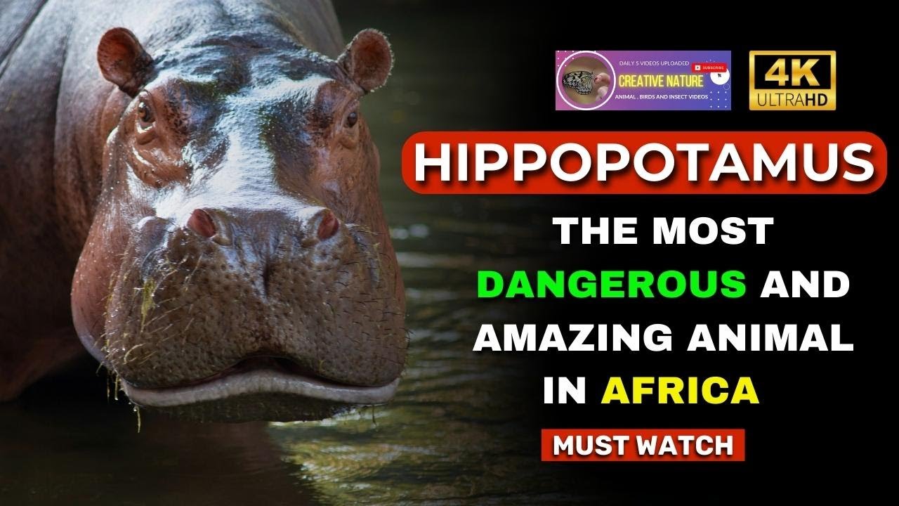 Hippopotamus Video | The Most Dangerous and Amazing Wild Animal in ...