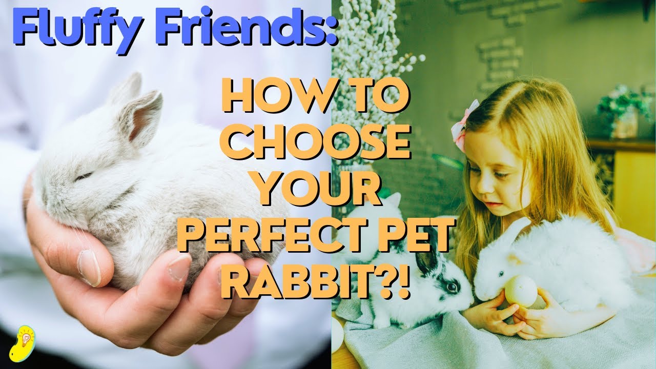 Fluffy Friends: How to Choose Your Perfect Pet Rabbit?! - YouTube