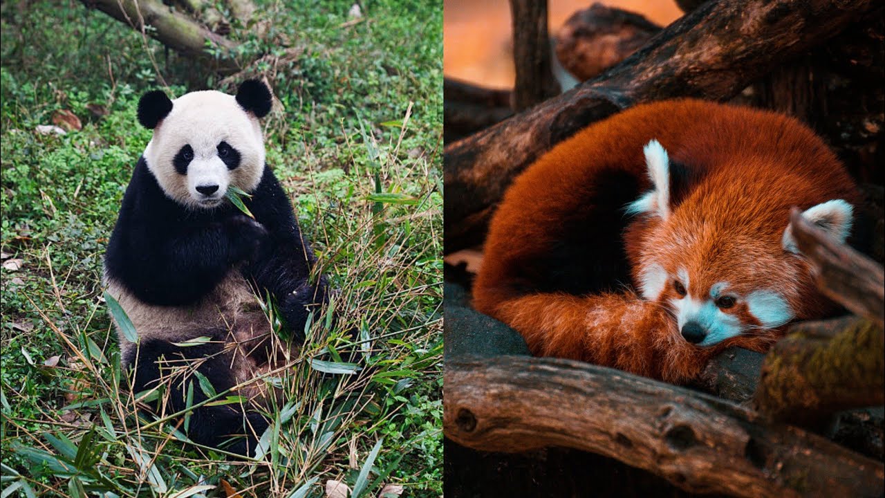Meet Red Panda and Giant Panda - YouTube
