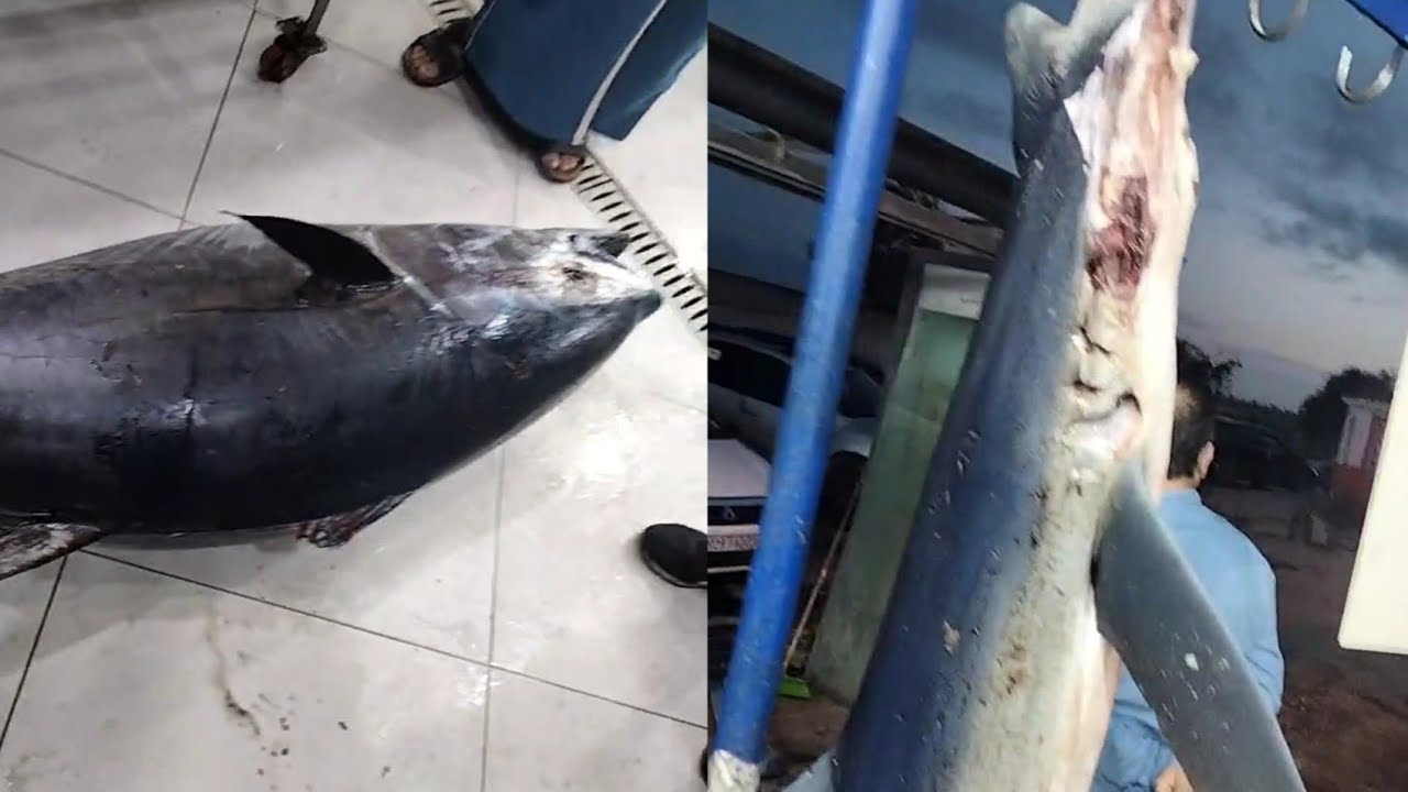 سمك التونة العنيدة، سمكة القرش الجزائر Vente De Thons Requins Et Poissons Divers Poissonnerie