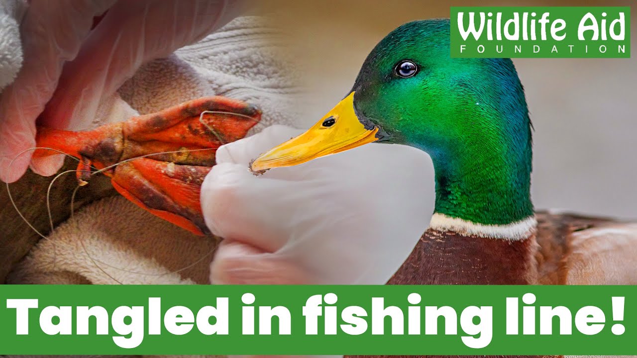 We only had one chance to save this injured duck… - YouTube