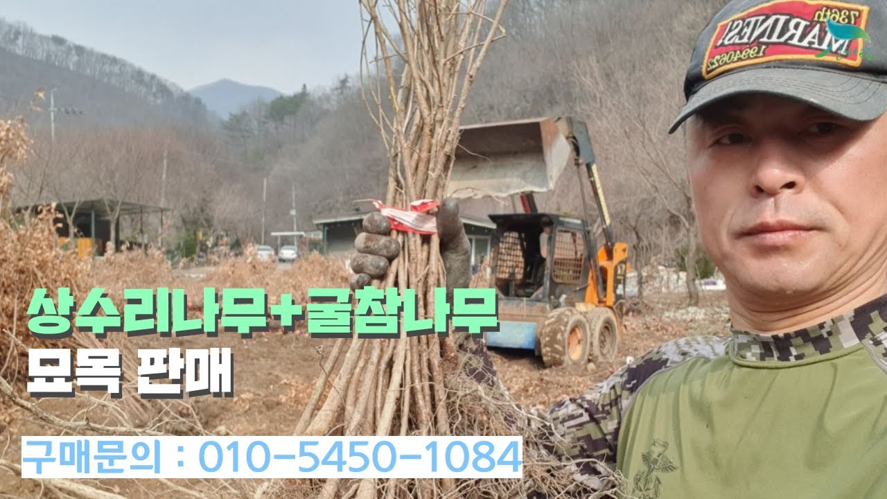 신바람 플랜트 협력농가 판매상품 나무장터com 상수리나무 굴참나무 묘목 판매 Youtube