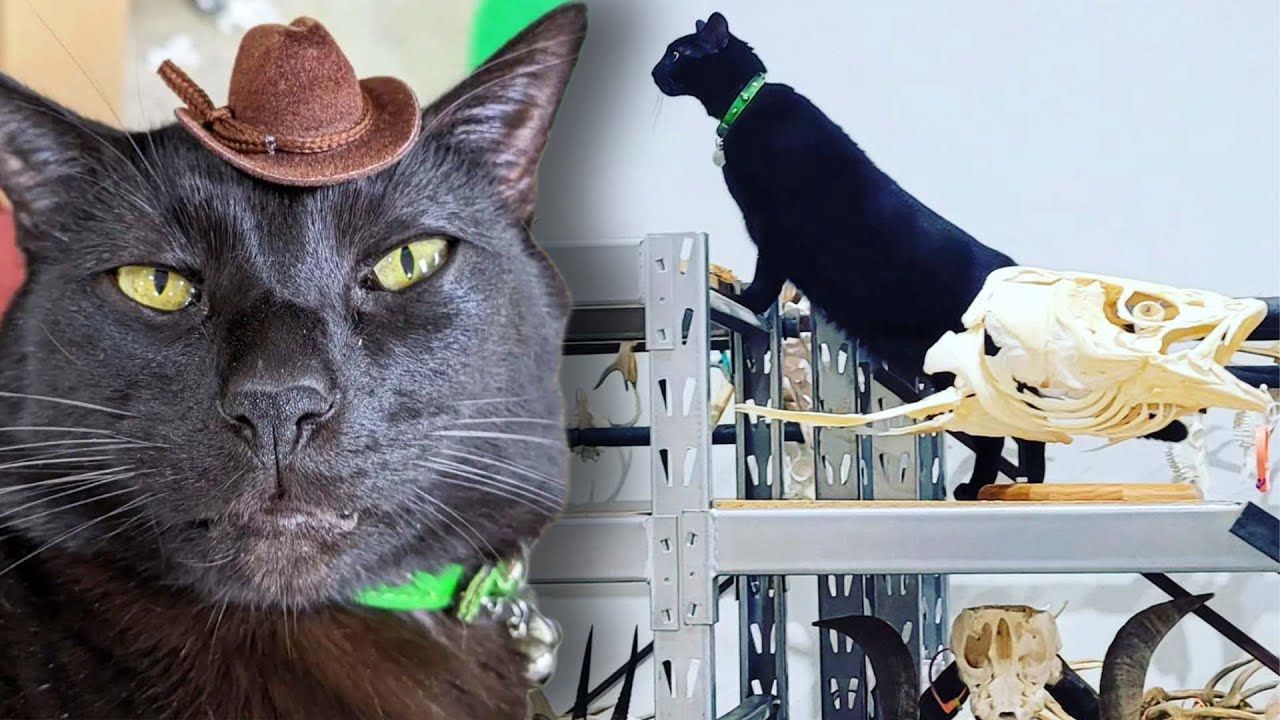 Meet Tiktok Star Sir Indiana Bones, a Museum’s Famous Cat - YouTube