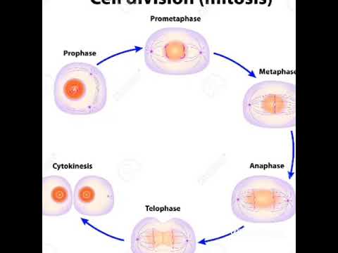 Mitosis and Meiosis (cell division) 《grade 9》 - YouTube