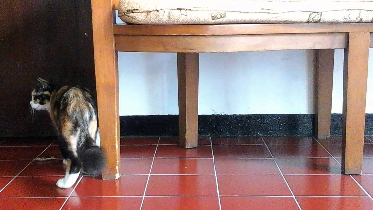 Funny cat catch 2 - YouTube