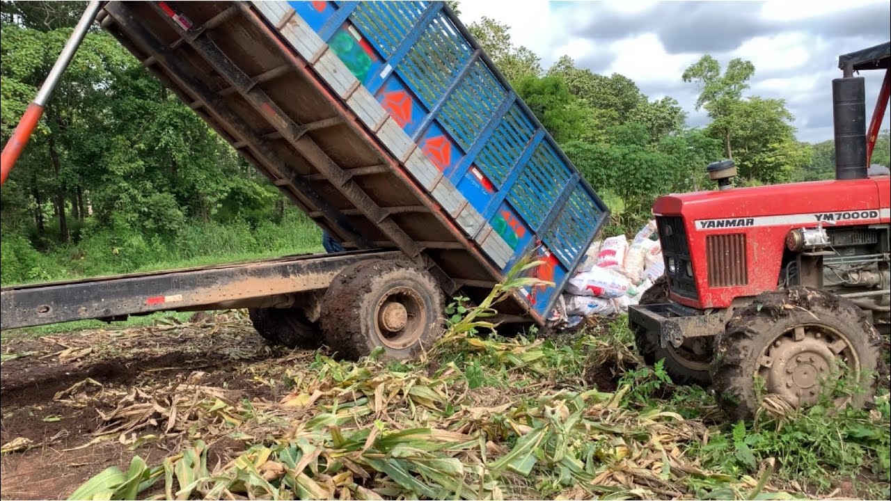Transporting corn in the rainy season is very difficult. - YouTube