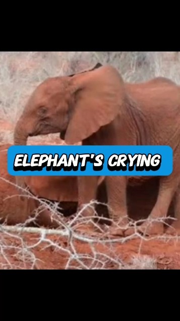 elephant's_crying_and_their_emotion #shorts #facts - YouTube