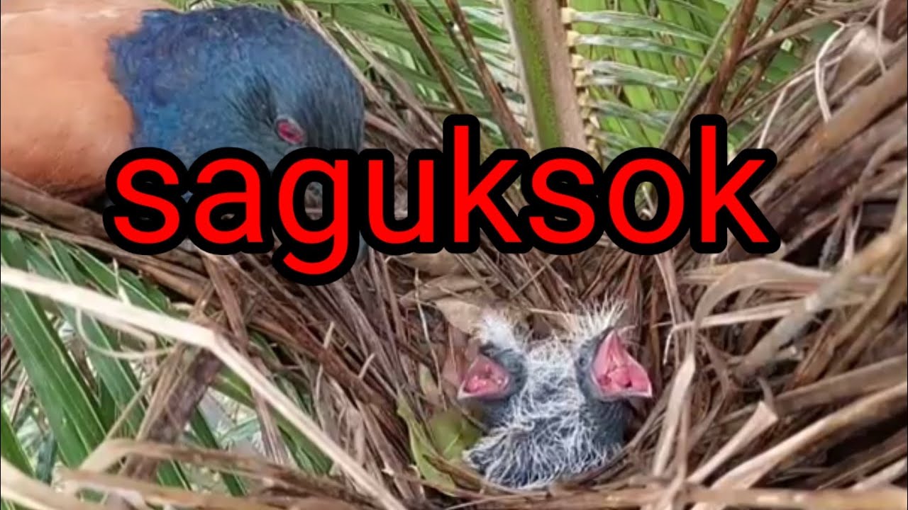 saguksok feeders #buhaycaretaker #saguksok#sabukot - YouTube