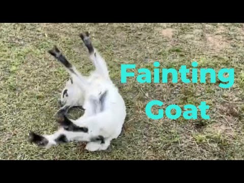 Fainting Goats on our little goat farm - YouTube