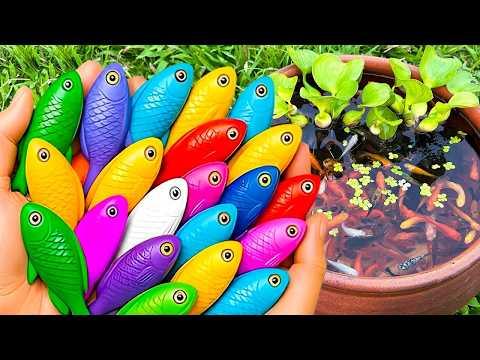 Amazing Aquarium Fish Hunt in Small Pond 🐟 Neon, Discus, Turtles & Crabs!