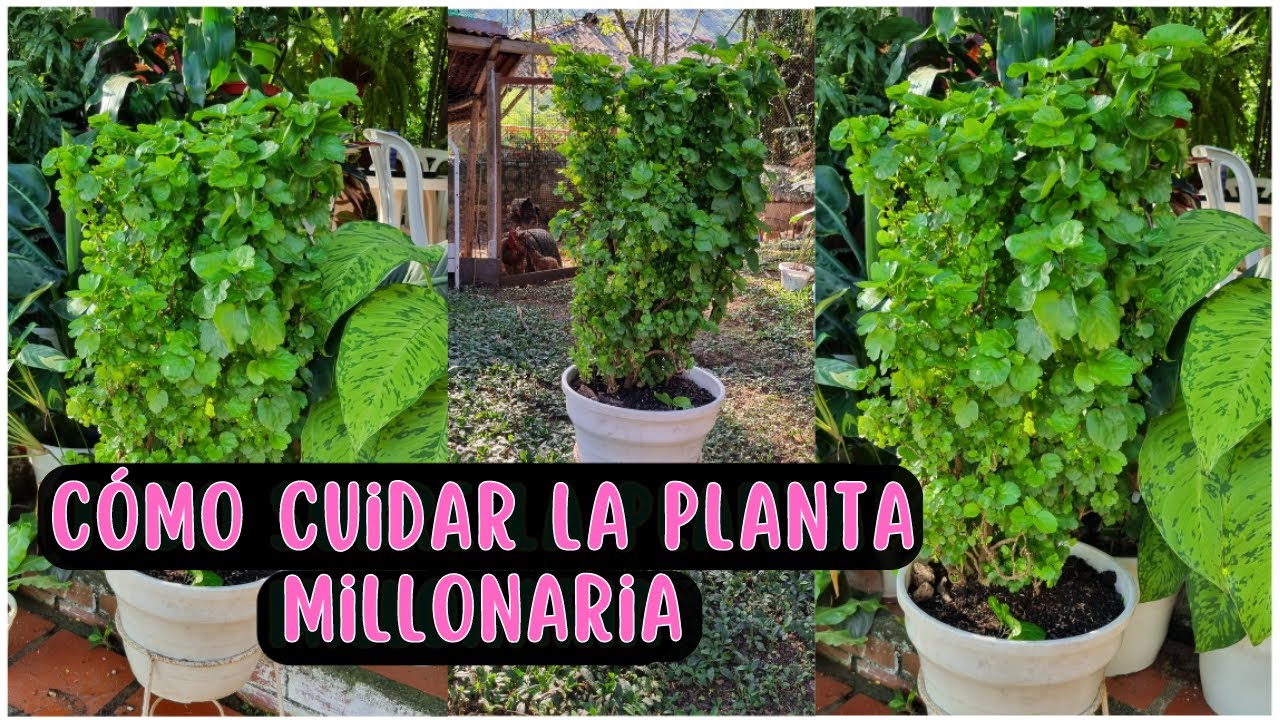 😍TODO SOBRE LA MILLONARIA PLANTA DE LA FORTUNA/Liliana Muñoz - YouTube