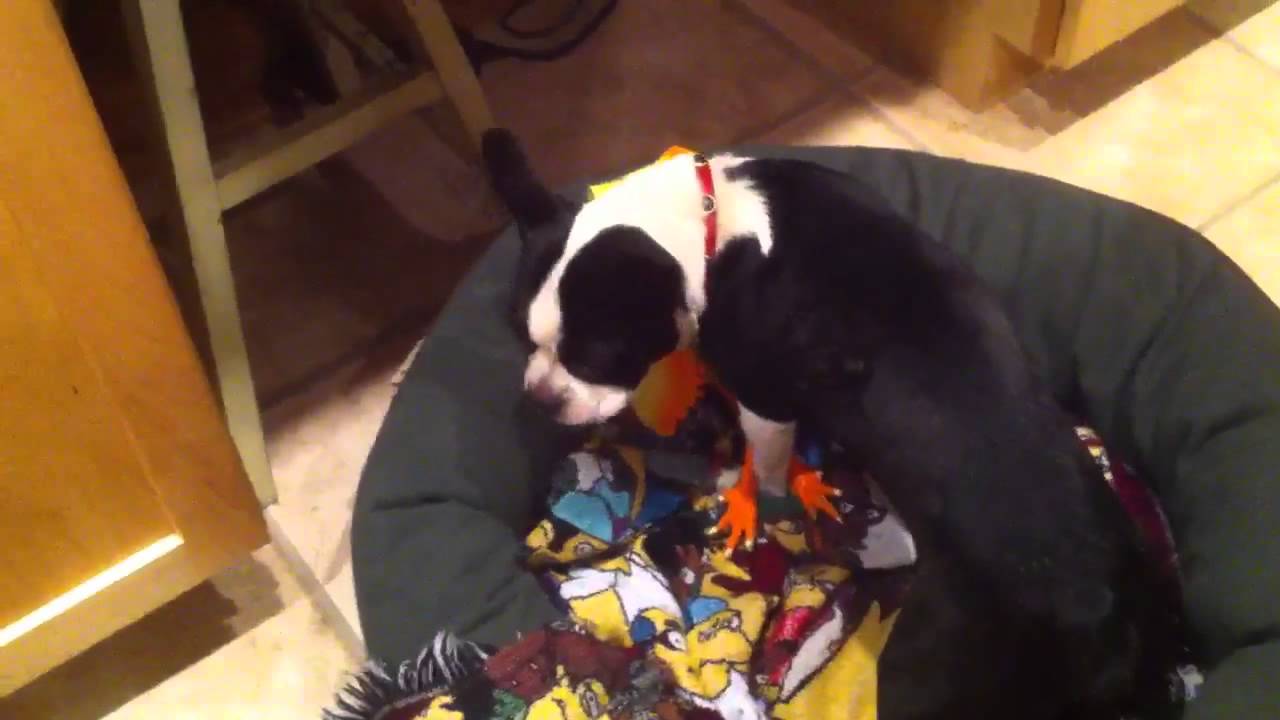 Bender's Chicken - YouTube