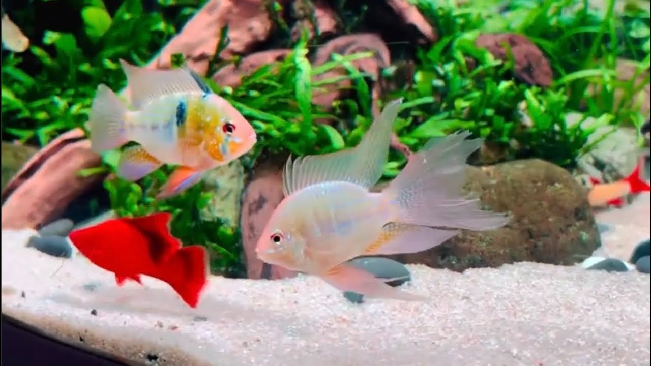 Long Finned Bubble Ram Fish & Super Red Sword Tail add to my Community ...