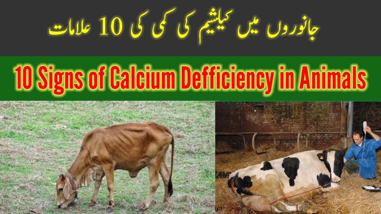 10 Signs of Calcium Defficiency in Animals | Dairy Official | - YouTube