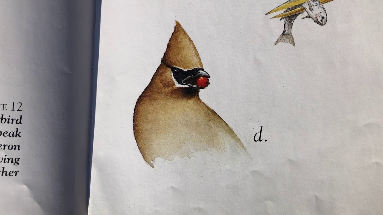 About Birds book- read aloud - YouTube