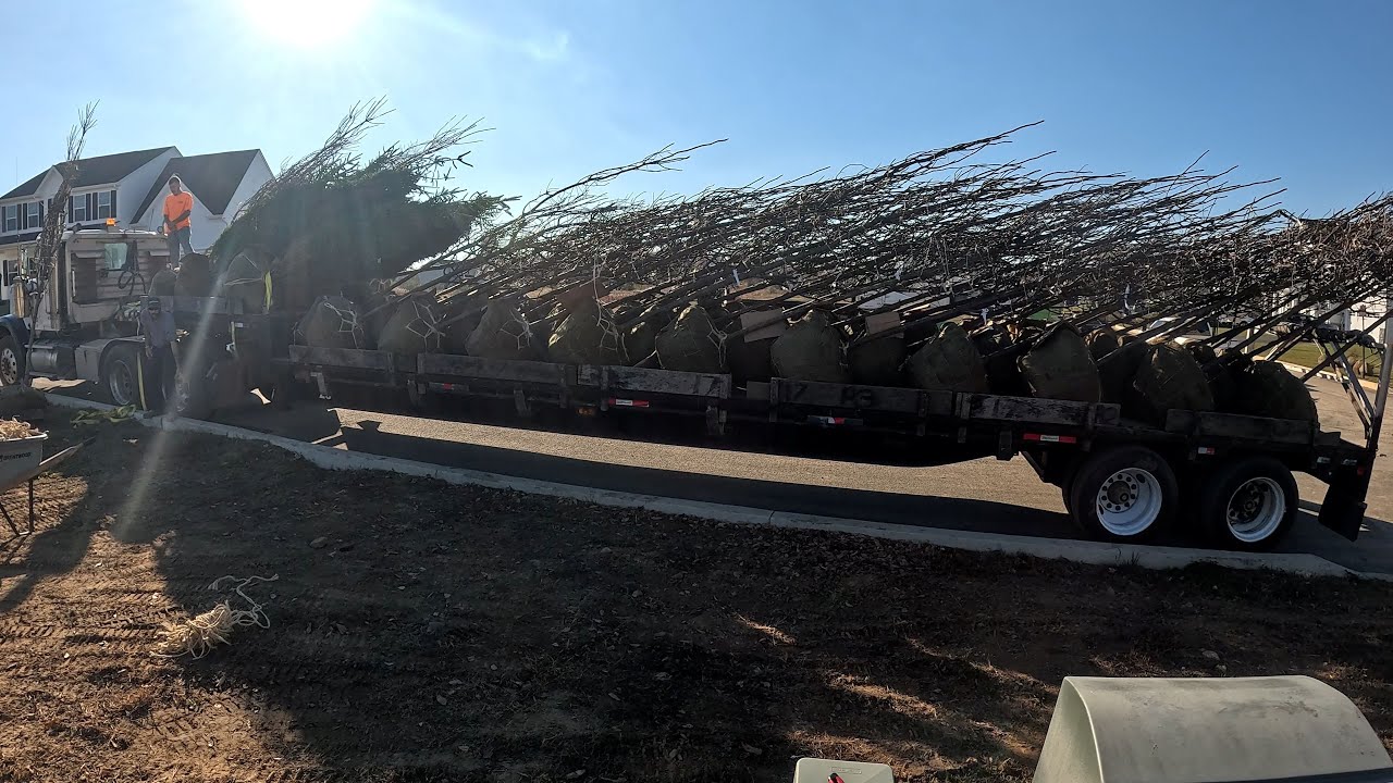 The Time Has Finally Come... Starting The Large Tree Install - YouTube