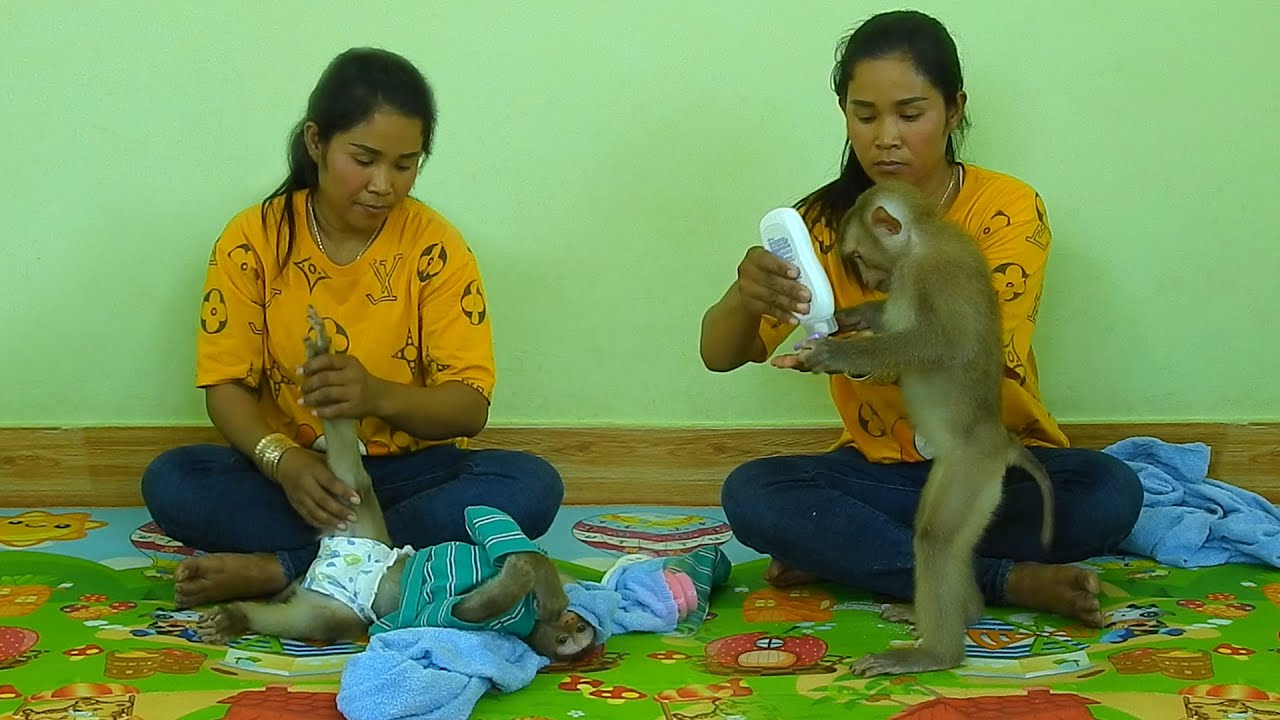 Adorable Monkey Kako Use Body Lotion After Bathed - YouTube