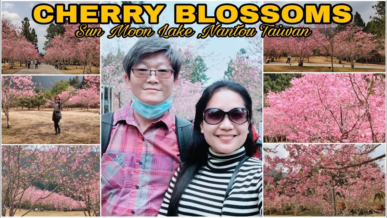 CHERRY BLOSSOMS FORMOSAN IN NANTOU - YouTube