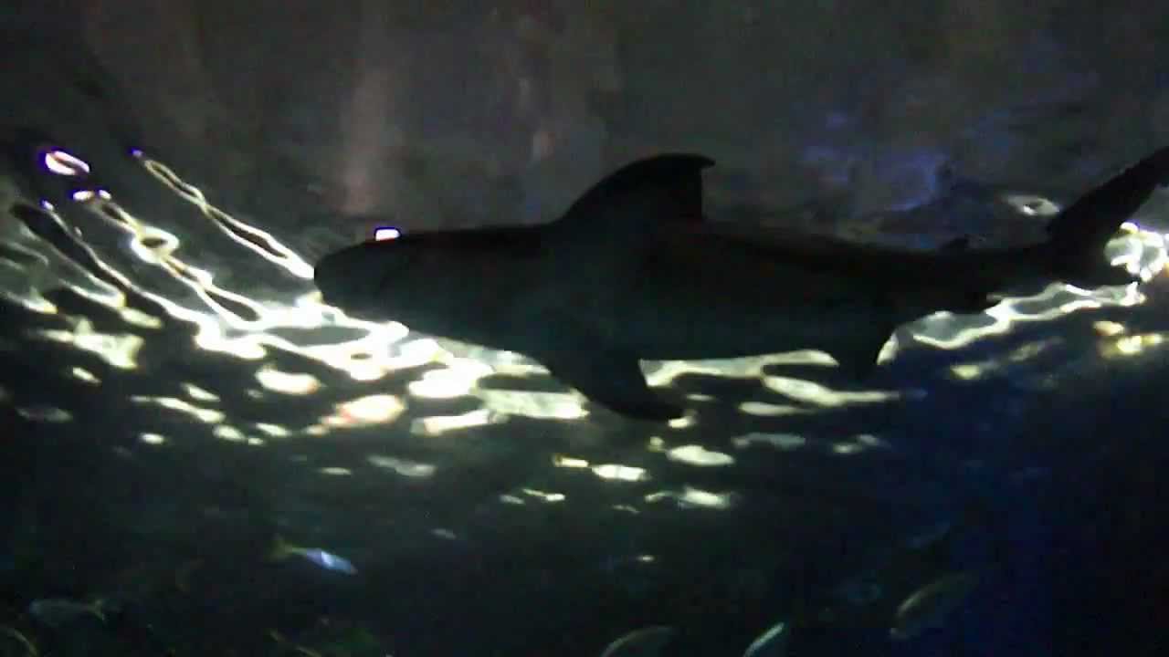 Sharks @ Chicago Aquarium - YouTube