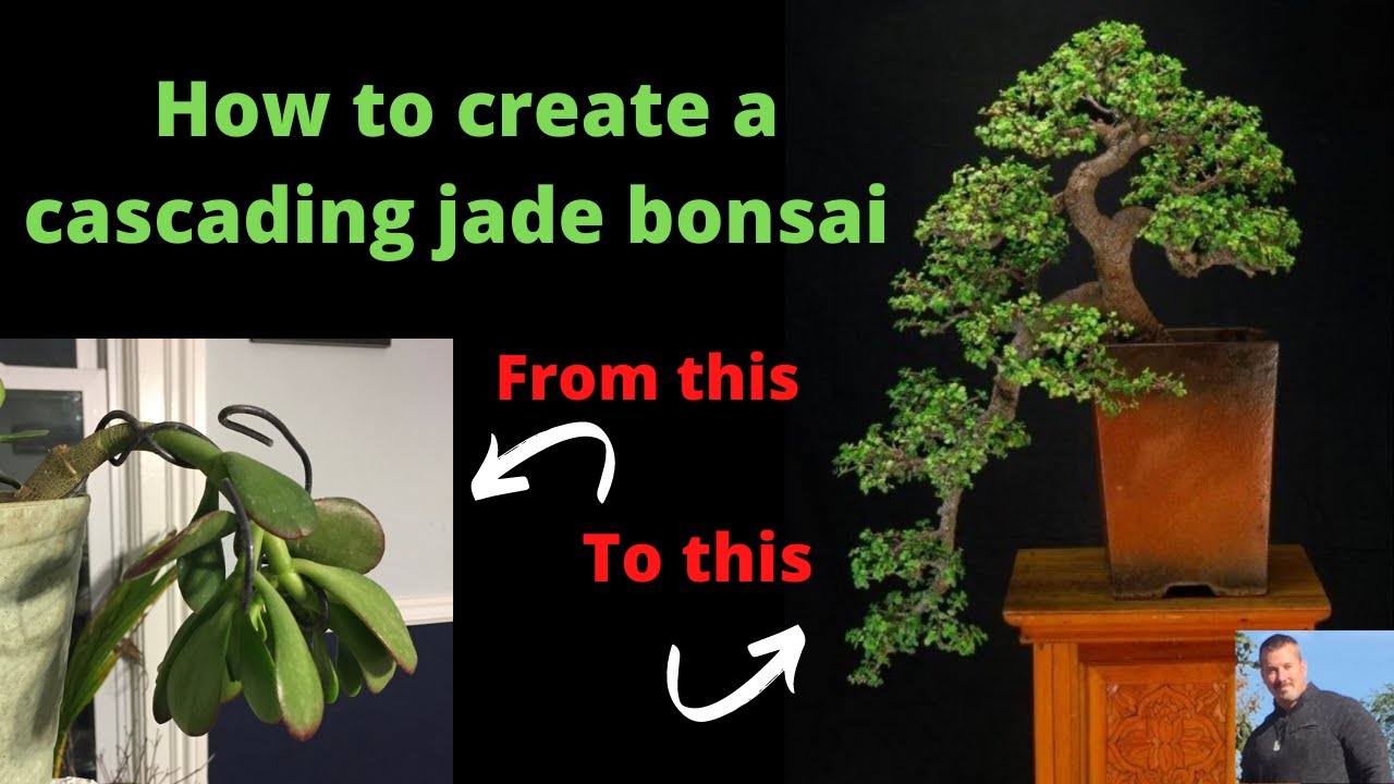 CREATING A CASCADING JADE BONSAI - YouTube