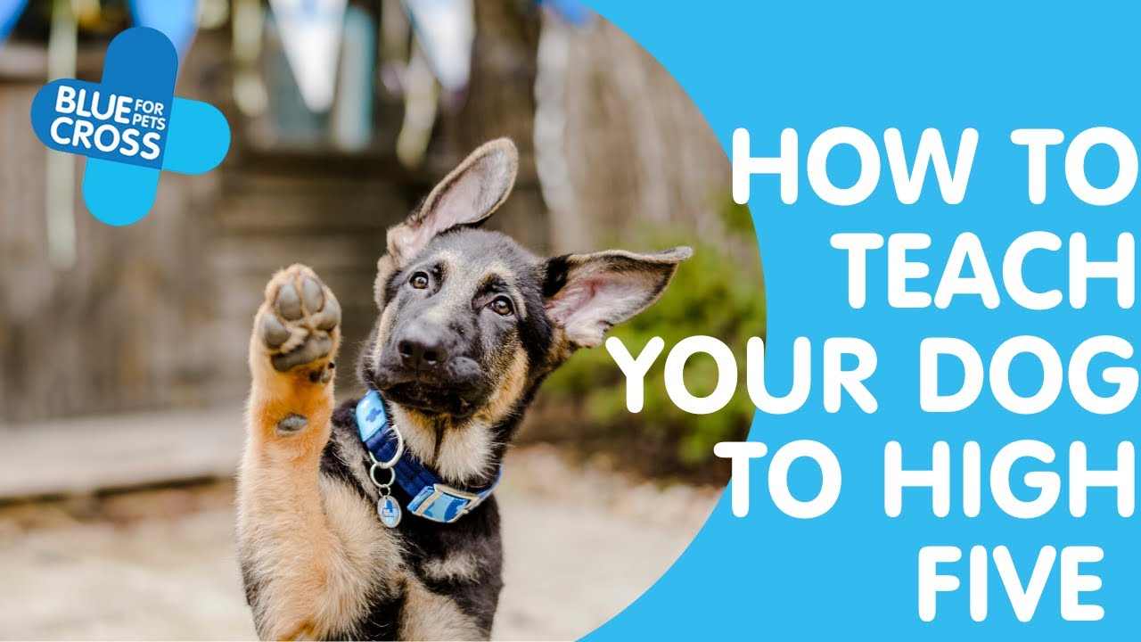 How To Teach Your Dog To High Five | Dog Training Tips | Blue Cross ...