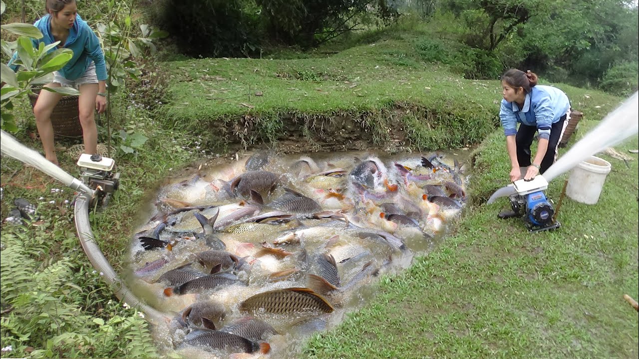 Hunting Wild Fish - Using Pumps To Suction Water In Wild Lakes, Catch A ...