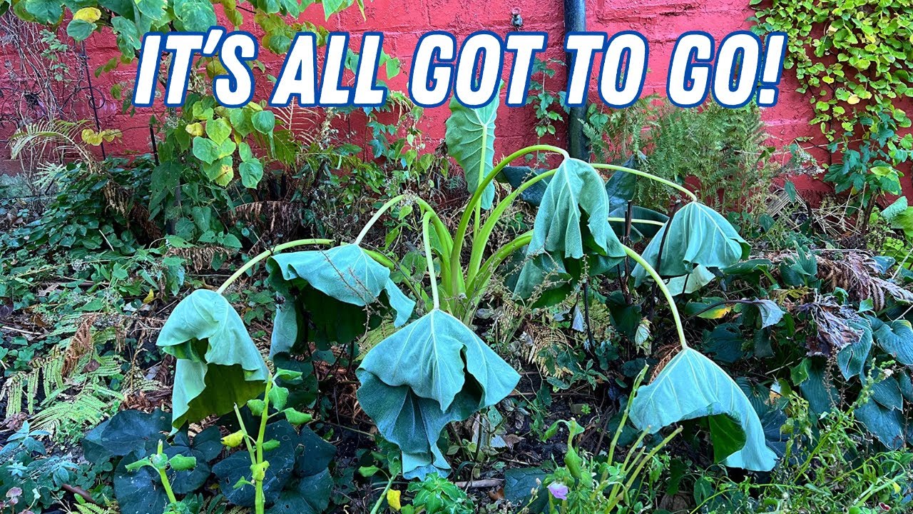 Winter Gardening is here! Our garden got hit with a hard frost! | Frost ...