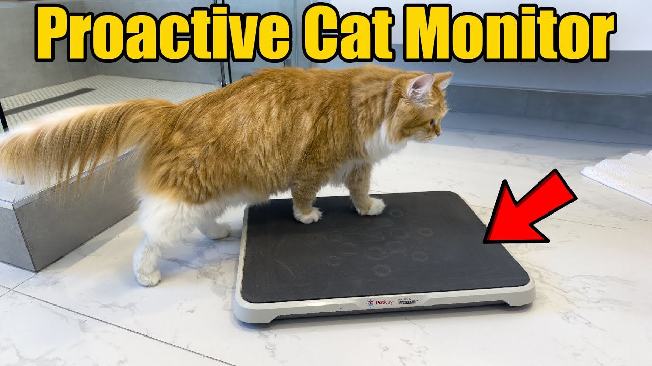 Petivity Monitors Your Cats’ Health At The Litter Box! - YouTube
