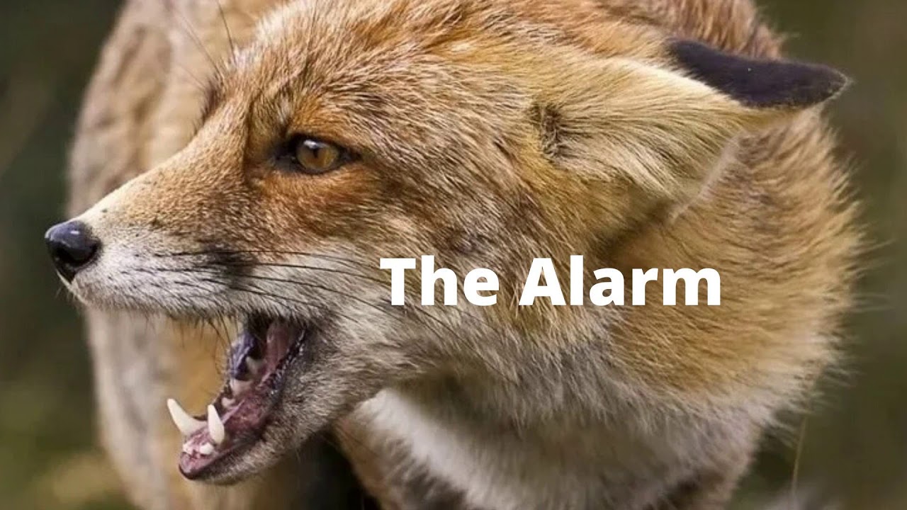 Animal communication, sounds The Alarm Call Of A Fox - YouTube