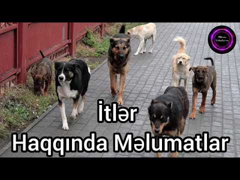 İtlər haqqında məlumat