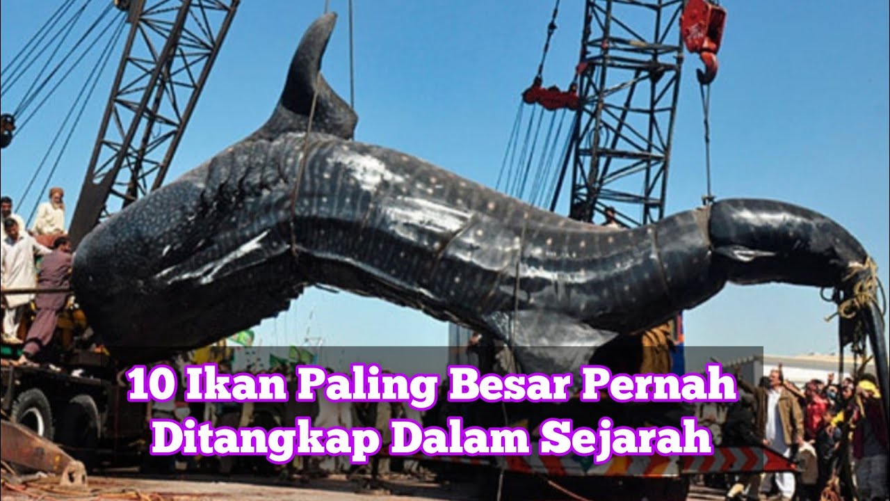10 IKAN PALING BESAR PERNAH DI TANGKAP DALAM SEJARAH - YouTube