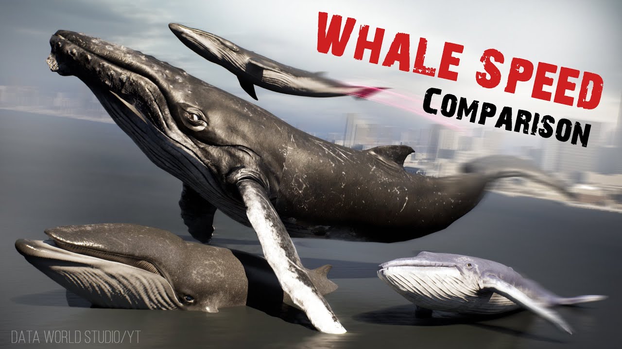 Whale Speed Comparison | Blue Whale | Whale Speed - YouTube