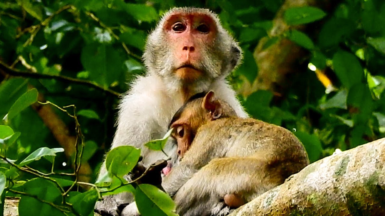 Jane Monkey Confident Jazzy Monkey is Very Good Act When She Bigger Not ...