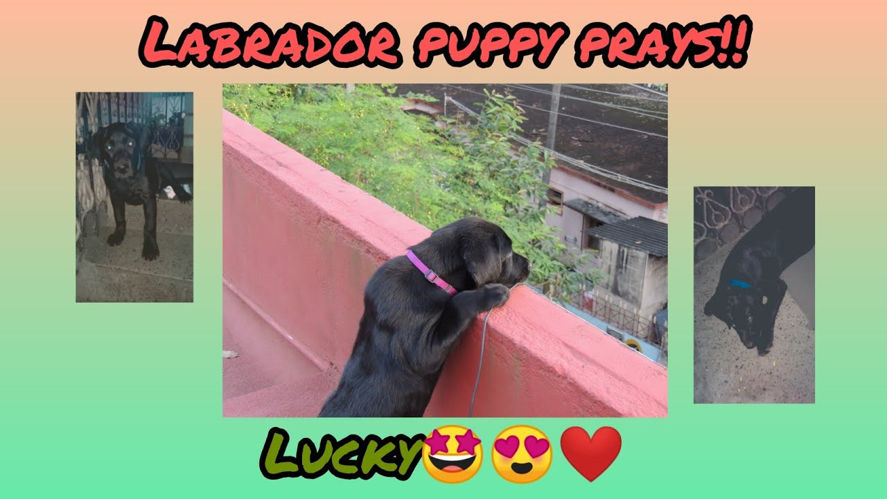 Labrador puppy Prays before food..!! | Lucky 🤩😍 ️ | The Black Labrador ...