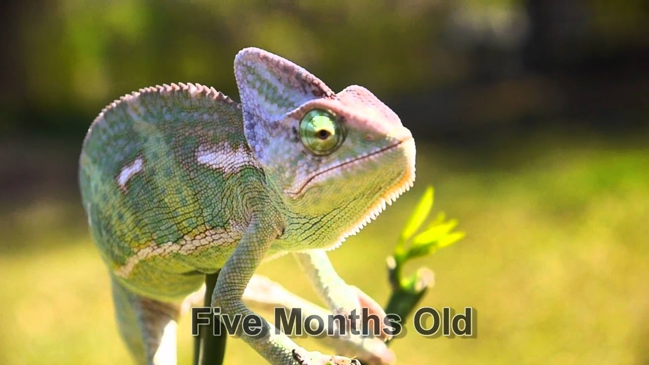 Veiled Chameleon Growing Up - YouTube