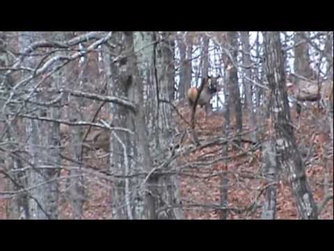 Elk In Missouri - Peck Ranch - YouTube