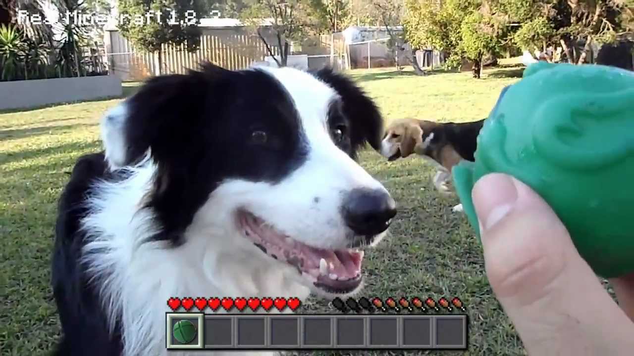 Real Life Minecraft - PUPPY TRIO! - YouTube