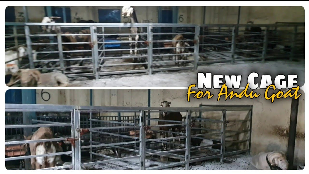 New Cages for Andu Goat 🐐 at STAR GOATS FARM Trust in Best Asif STD ...